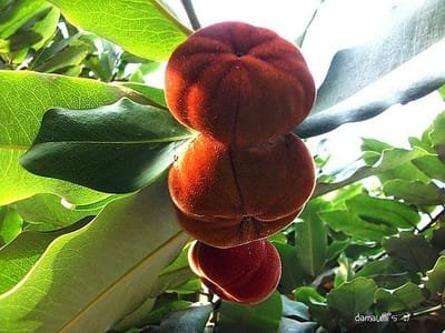 Buah Bisbul Khas Bogor - Tanaman Langka kaya Manfaat